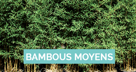 Achat de bambou en ligne