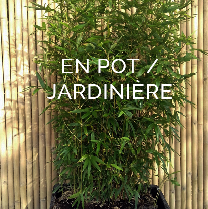 Achetez votre bambou sur bambusa.fr | Conseils et devis gratuits ...