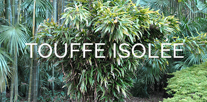 Achetez votre bambou sur bambusa.fr | Conseils et devis gratuits ...