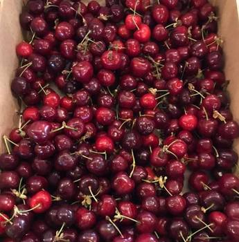 Primeur 4 saisons Bellac