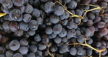 Primeur 4 saisons Bellac