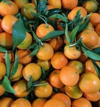 Primeur 4 saisons Bellac